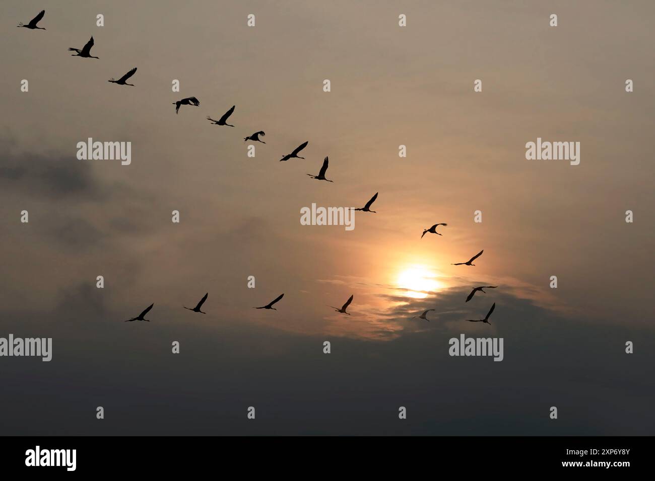 Wedge of cranes, migrating cranes flying in a V formation, towards the ...