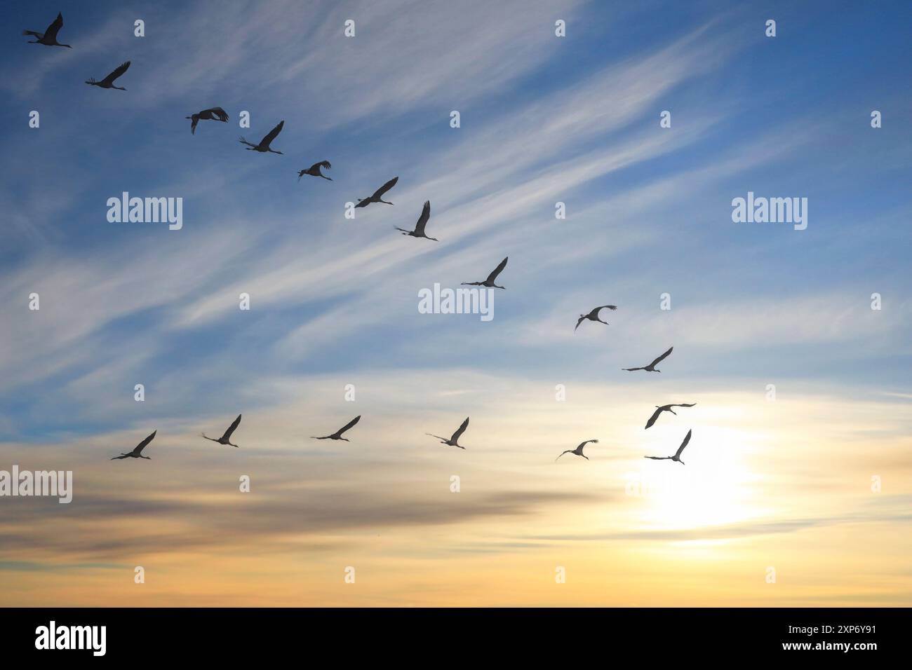 Wedge of cranes, migrating cranes flying in a V formation, towards the ...