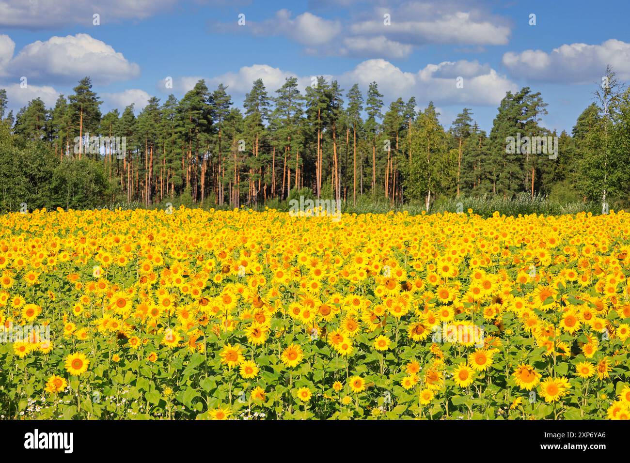 Sunflower field in rural Finland with forest and blue sky clouds as ...