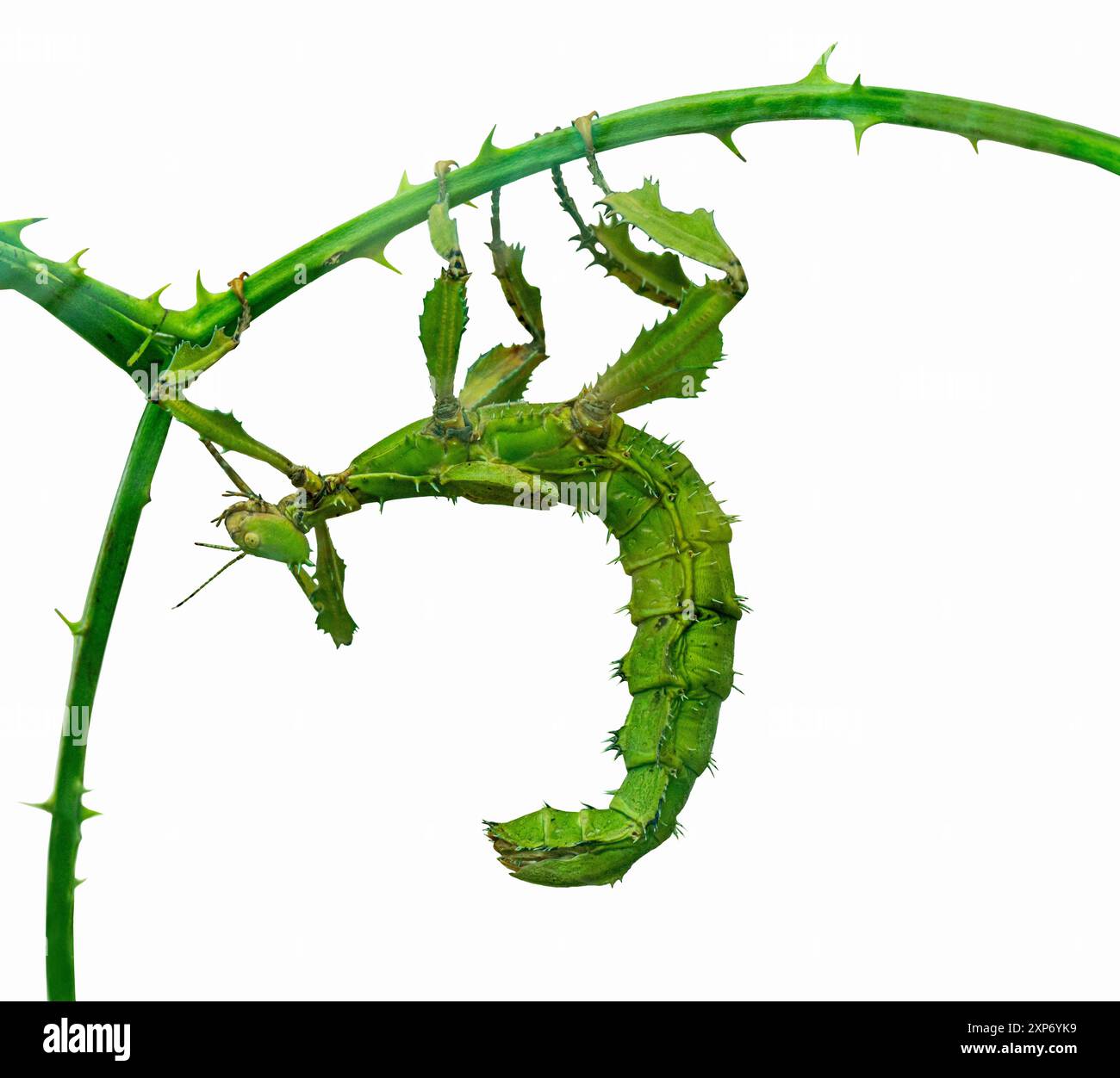 Giant prickly stick insect (Extatosoma tiaratum), also known as the ...