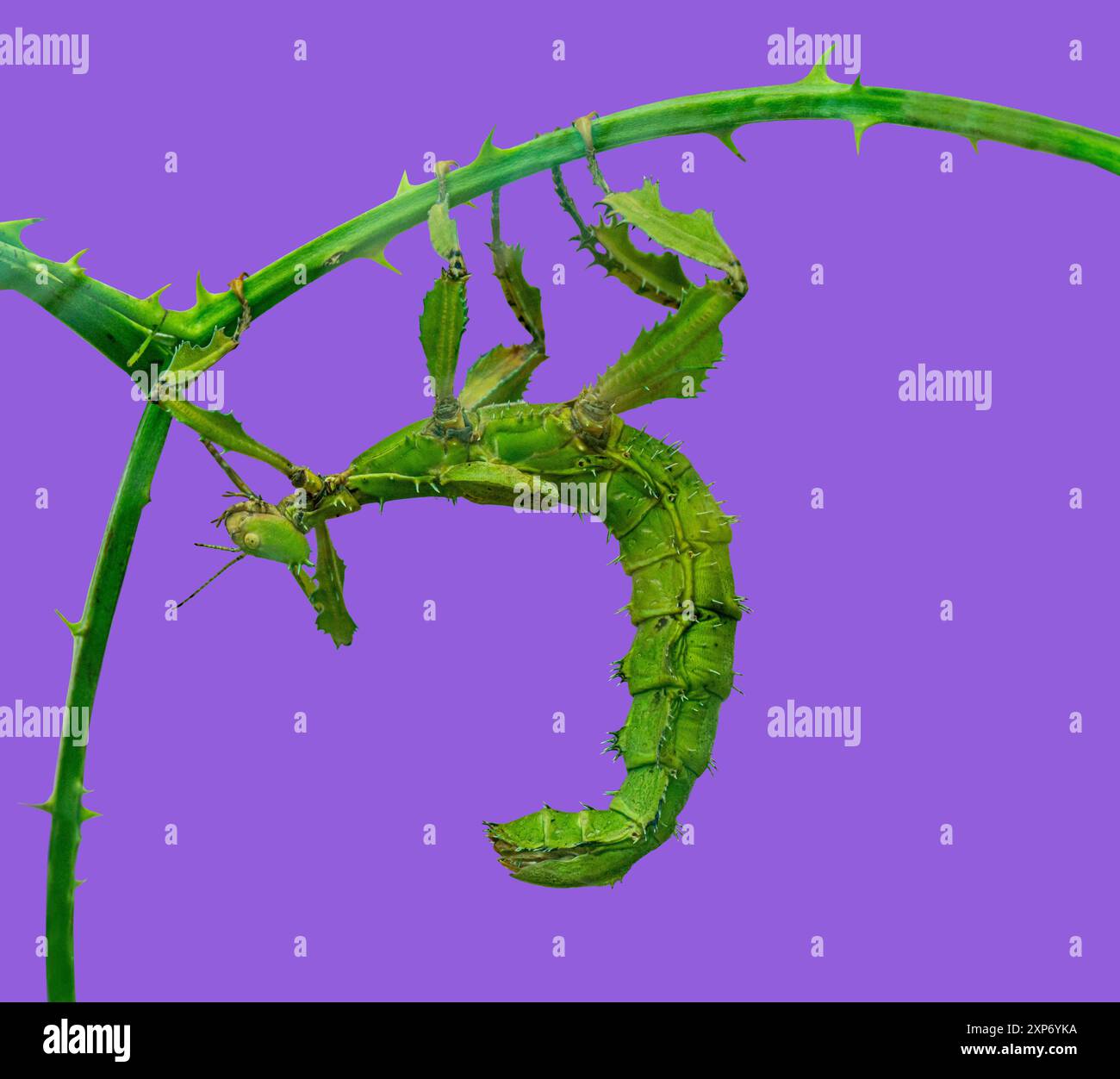 Giant prickly stick insect (Extatosoma tiaratum), also known as the ...