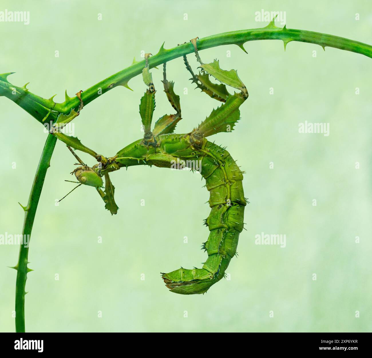 Giant prickly stick insect (Extatosoma tiaratum), also known as the ...