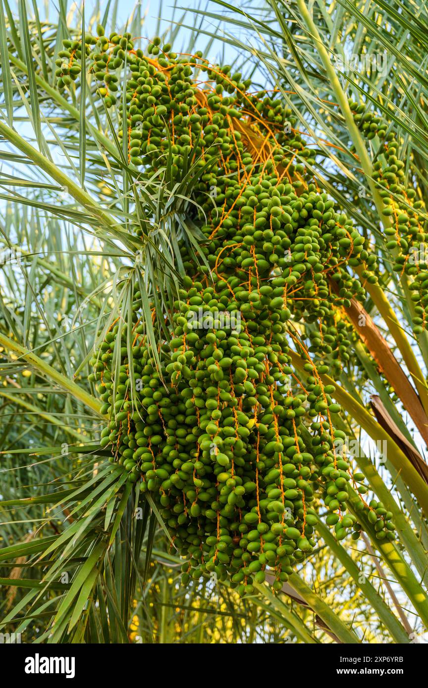 Green unripe dates fruit clusters on date palm close up Stock Photo - Alamy