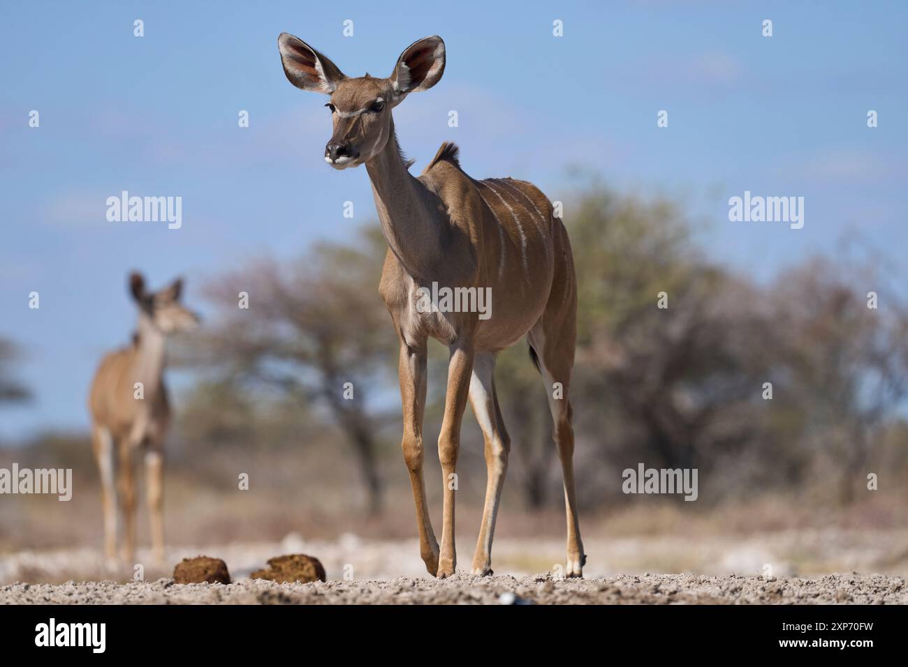 Female Greater Kudu (Tragelaphus strepsiceros) at a waterhole in Onguma Nature Reserve bordering ...