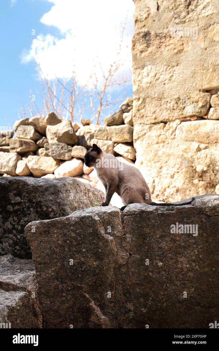 Siamese Cat in stone house entrance in the mountain Stock Photo - Alamy