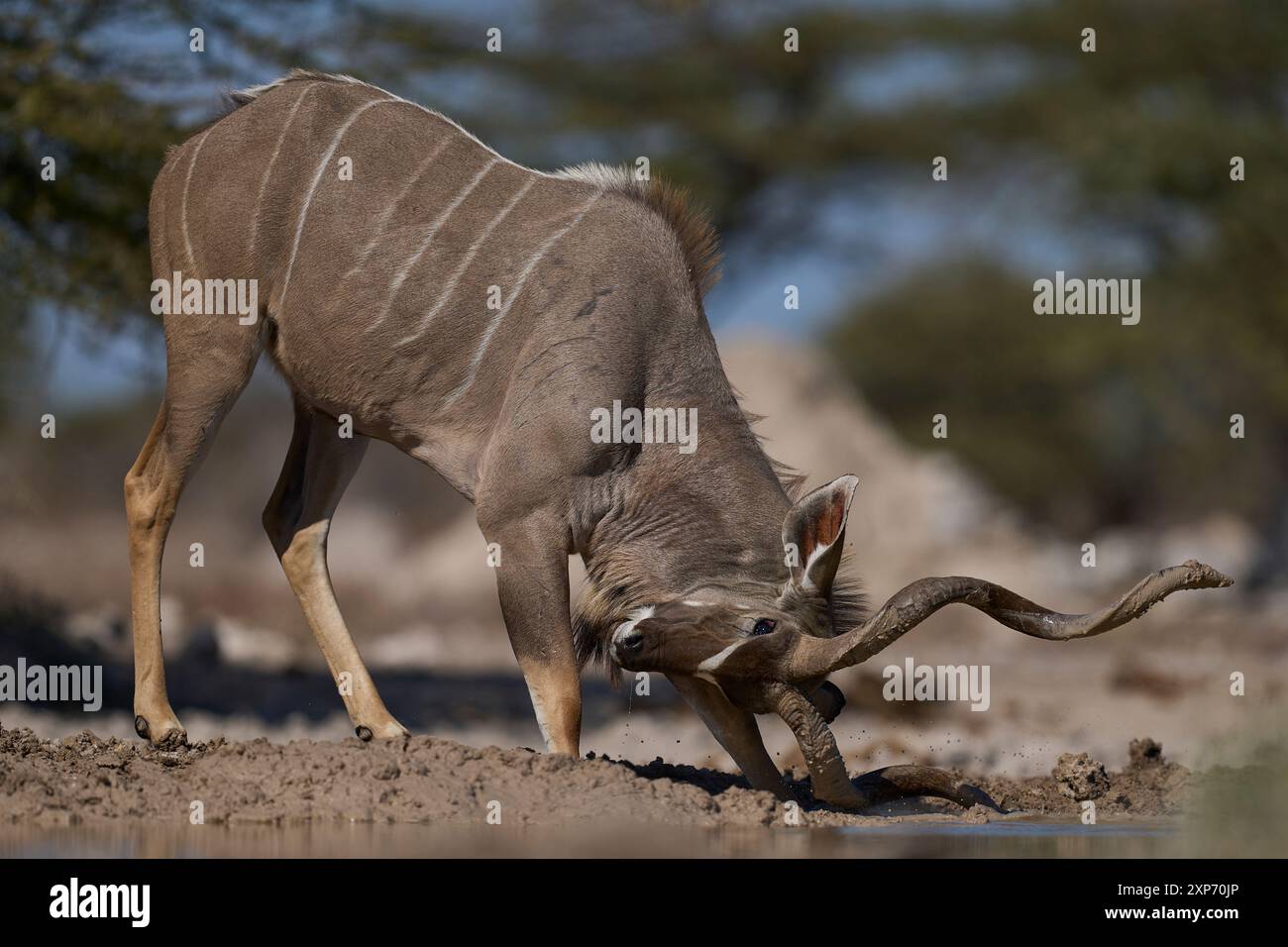 Male Greater Kudu (Tragelaphus strepsiceros) covering its horns in mud at a waterhole in Onguma ...