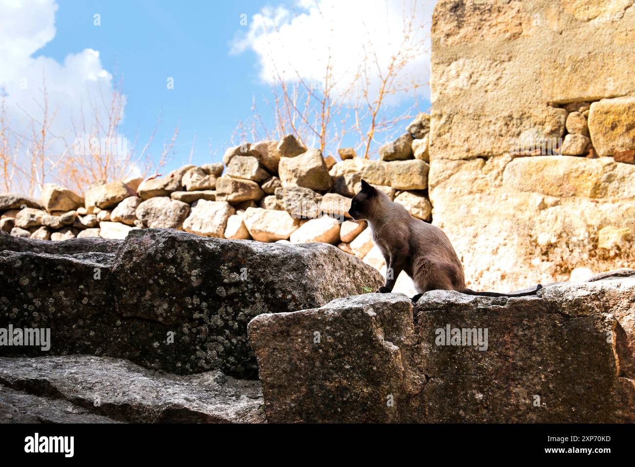 Siamese Cat in stone house entrance in the mountain Stock Photo - Alamy