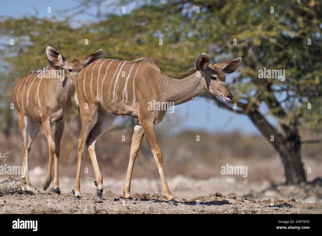 Female Greater Kudu (Tragelaphus strepsiceros) at a waterhole in Onguma Nature Reserve bordering ...