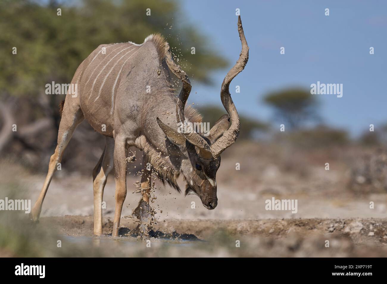 Male Greater Kudu (Tragelaphus strepsiceros) covering its horns in mud at a waterhole in Onguma ...