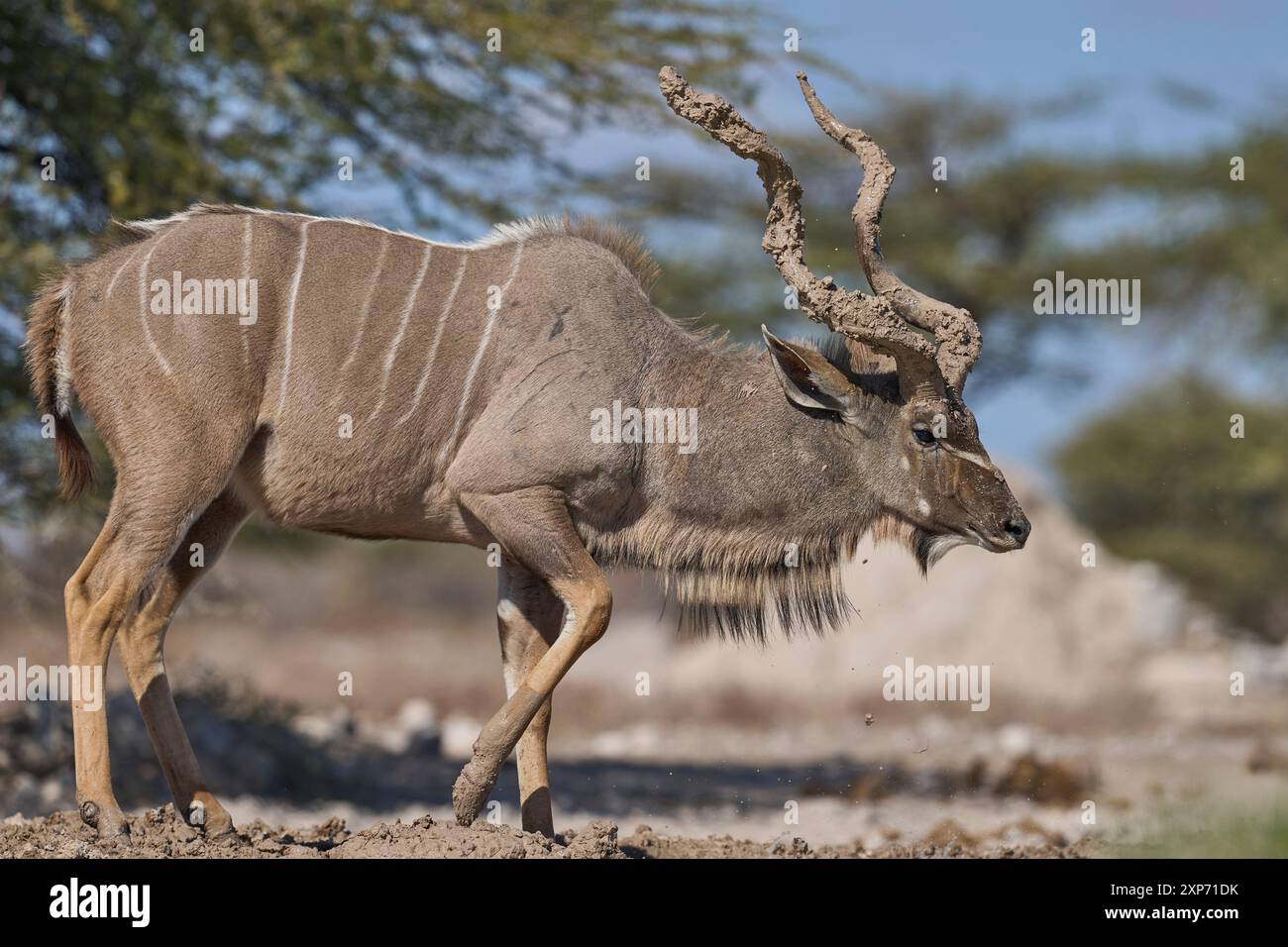Male Greater Kudu (Tragelaphus strepsiceros) with its horns covered in ...