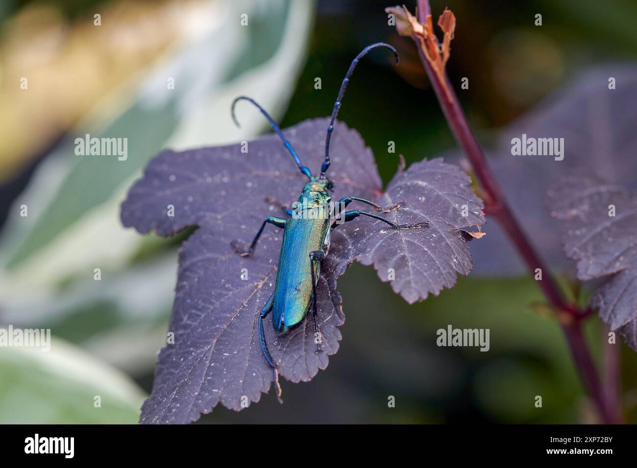 Green musk longhorn beetle, Latin Aromia moschata, sits on the leaf of ...