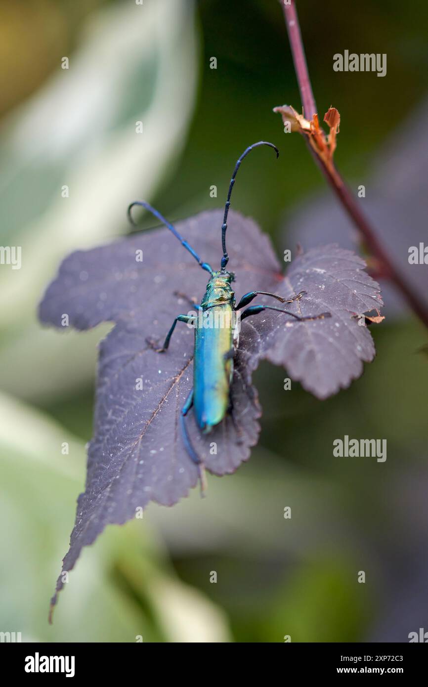Green musk longhorn beetle, Latin Aromia moschata, sits on the leaf of ...
