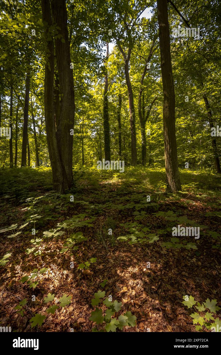 Moody and magical forest with amazing atmosphere with fresh greenery ...