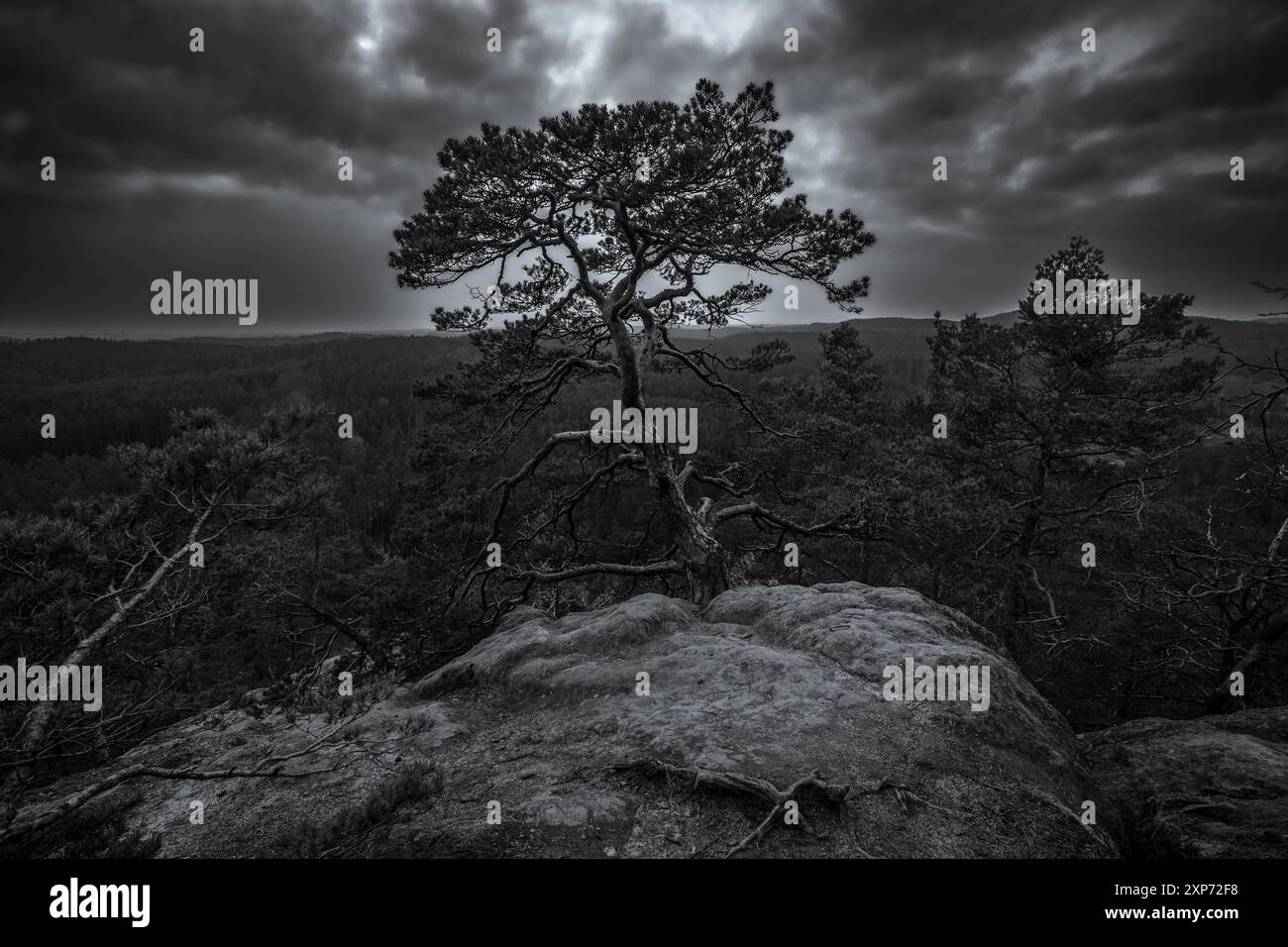 Amazing and totally breath taking view with a tree standing alone on ...