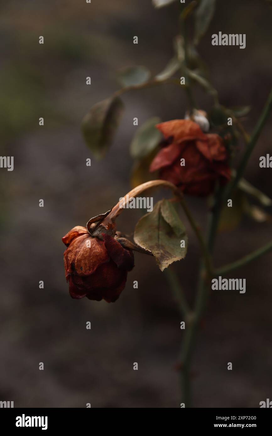 Vertical dry roses outside. The melancholic beauty of dried roses ...