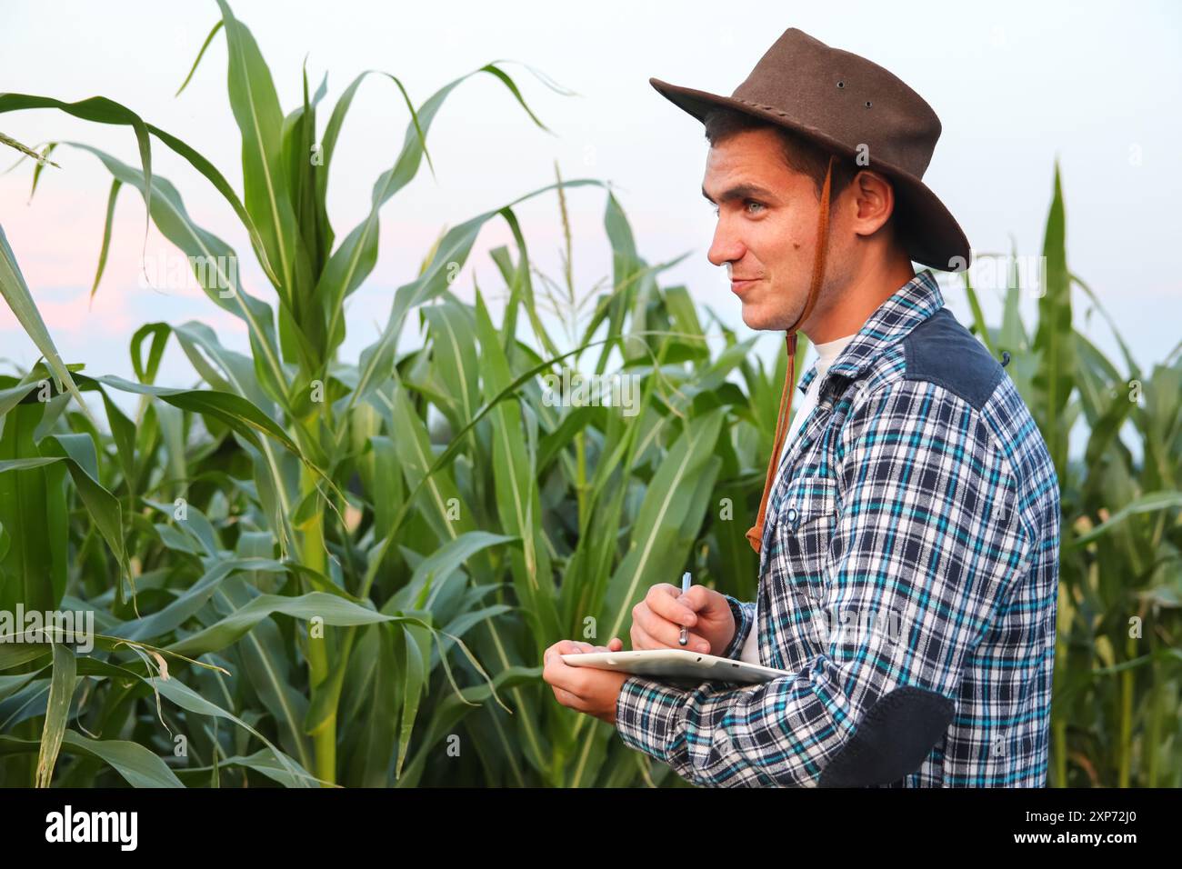 Farmer using tablet, cornfield technology, agricultural digital tools ...