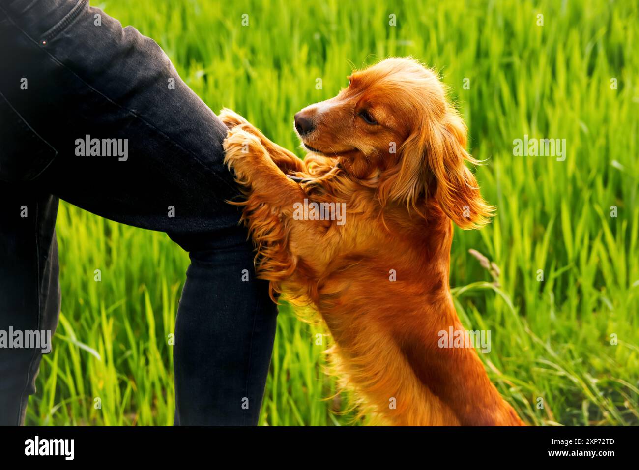 Spaniel dog and owner man is playing. Hand gently caressing a cute dog ...