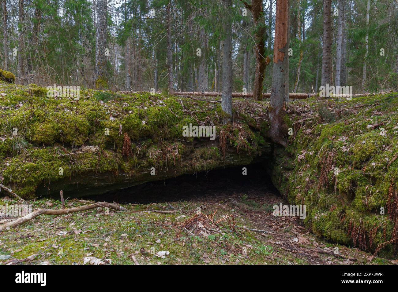 Old karst collapses in the woods, former river bed. Estonia Stock Photo ...