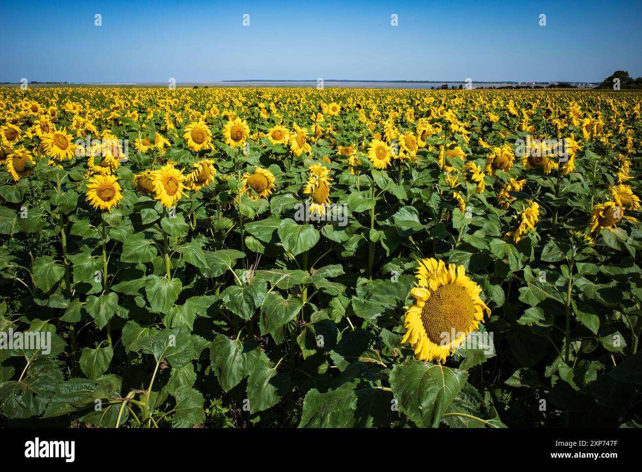 Picardy farm hi-res stock photography and images - Alamy