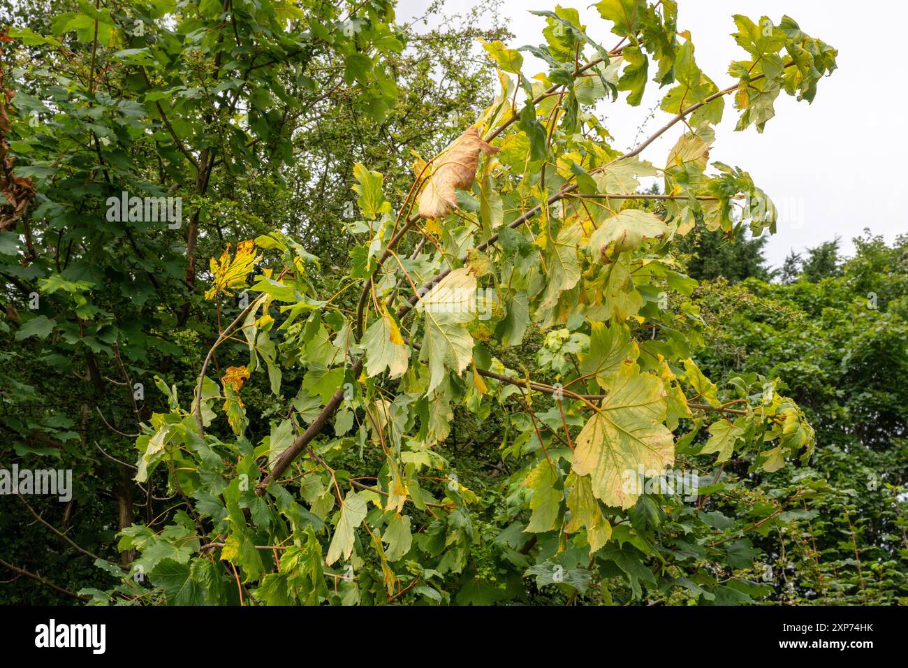 Squirrels kiiling sycamore tree hi-res stock photography and images - Alamy