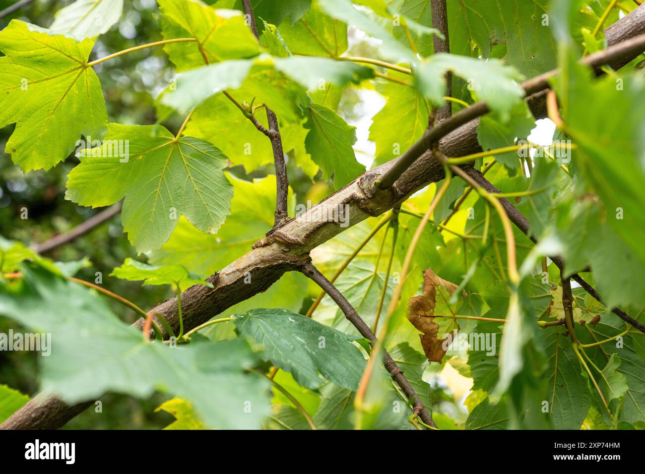 Squirrels kiiling sycamore tree hi-res stock photography and images - Alamy