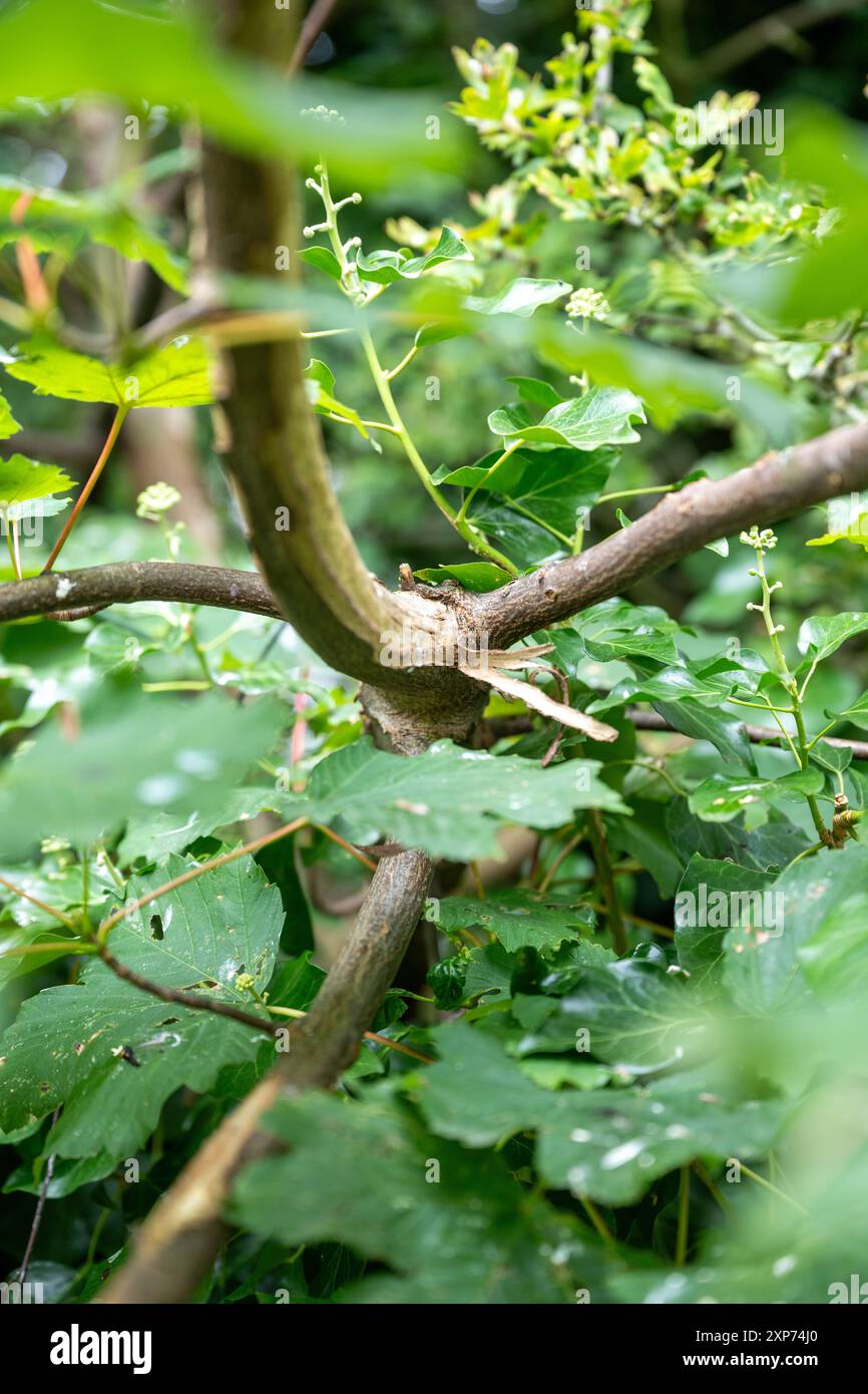 Damage caused by grey squirrels [sciurs carolinesis] on the bark of ...
