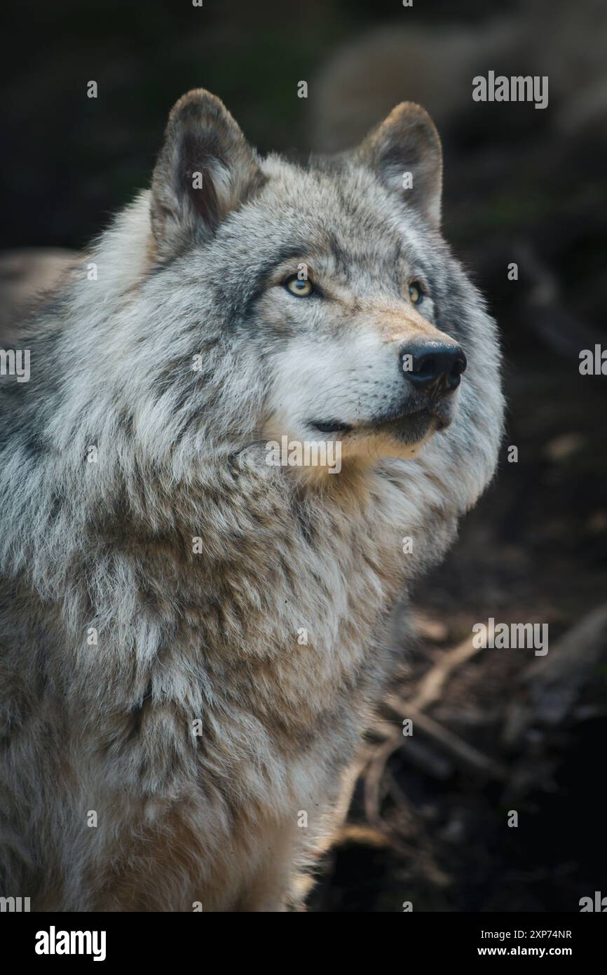 Lone, backlight grey wolf searches for prey on a green, rocky hill in ...