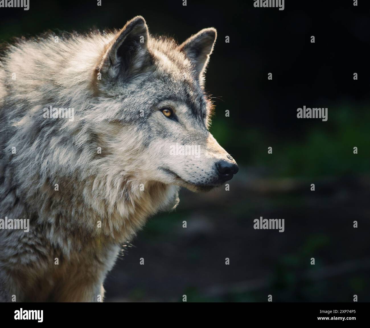 Lone, backlight grey wolf searches for prey on a green, rocky hill in ...