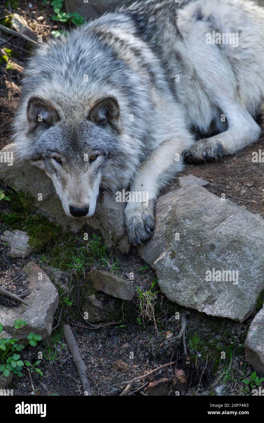 Lone grey wolf takes a rest, laying on the ground in the forest ...