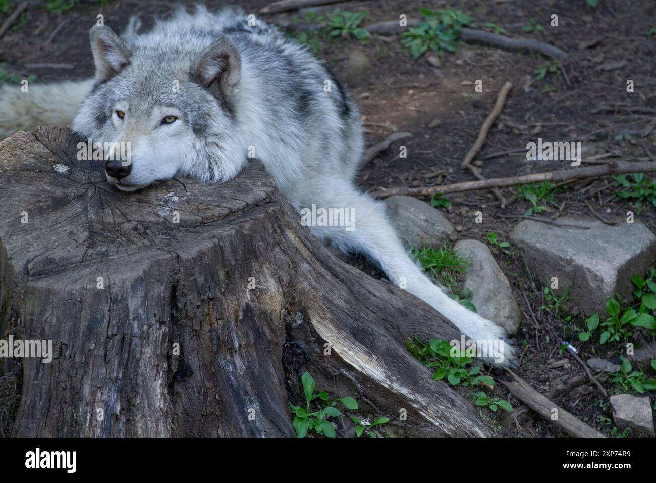 Lone grey wolf takes a rest, laying on a stump in the forest Stock ...