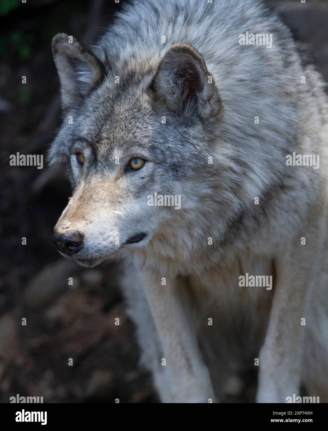 Lone, grey wolf with dramatic eyes searches for prey in the forests of ...