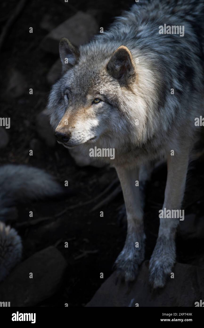 Lone, grey wolf with dramatic lighting searches for prey in the forests ...