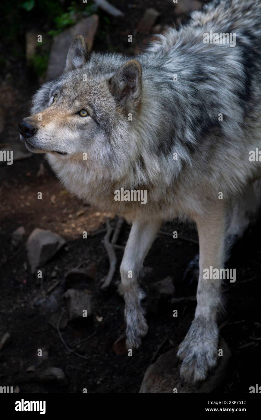 Lone, grey wolf with dramatic lighting searches for prey in the forests ...