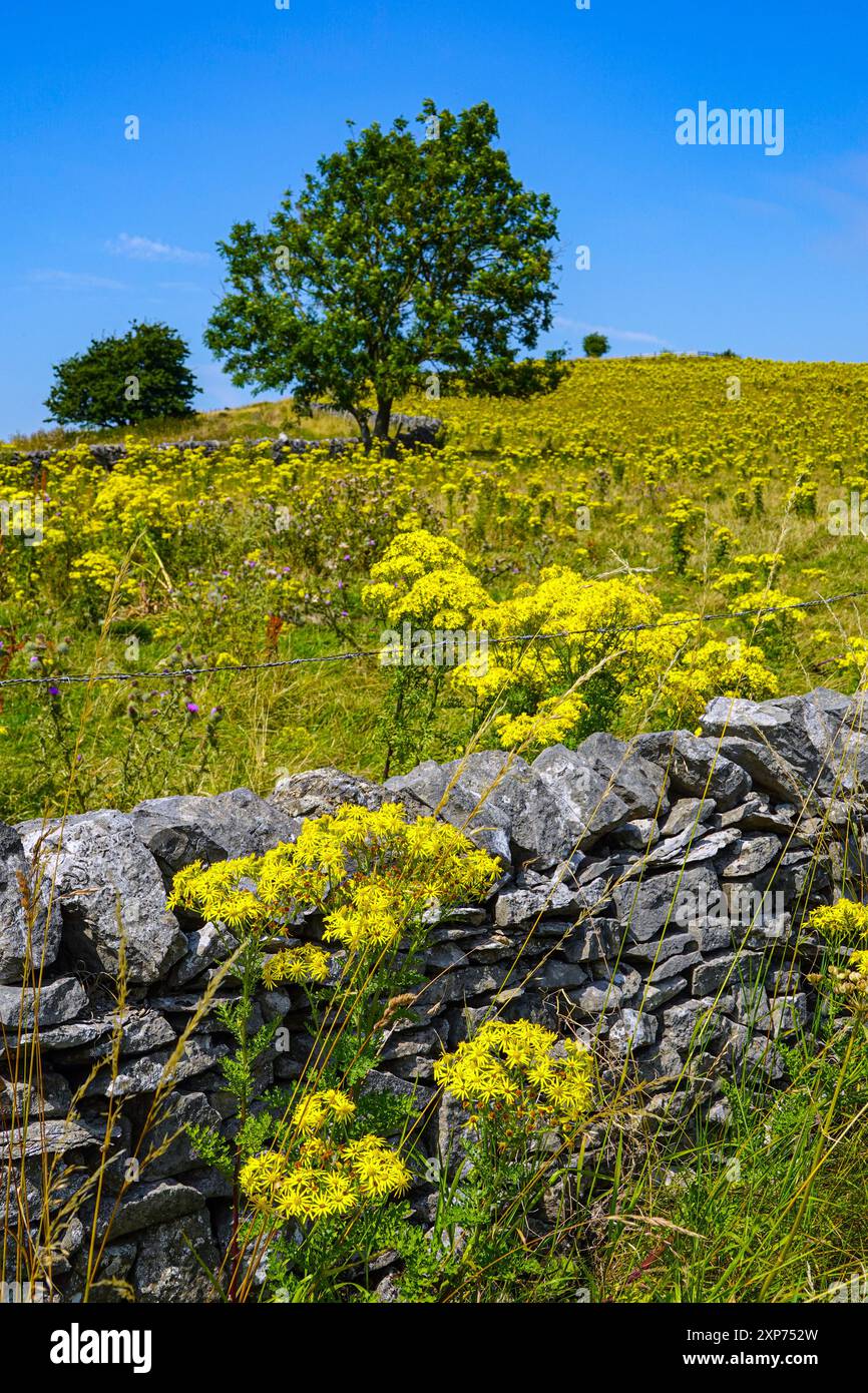 Yellow ragwort, and trees, with drystone wall and blue sky, The Peak ...