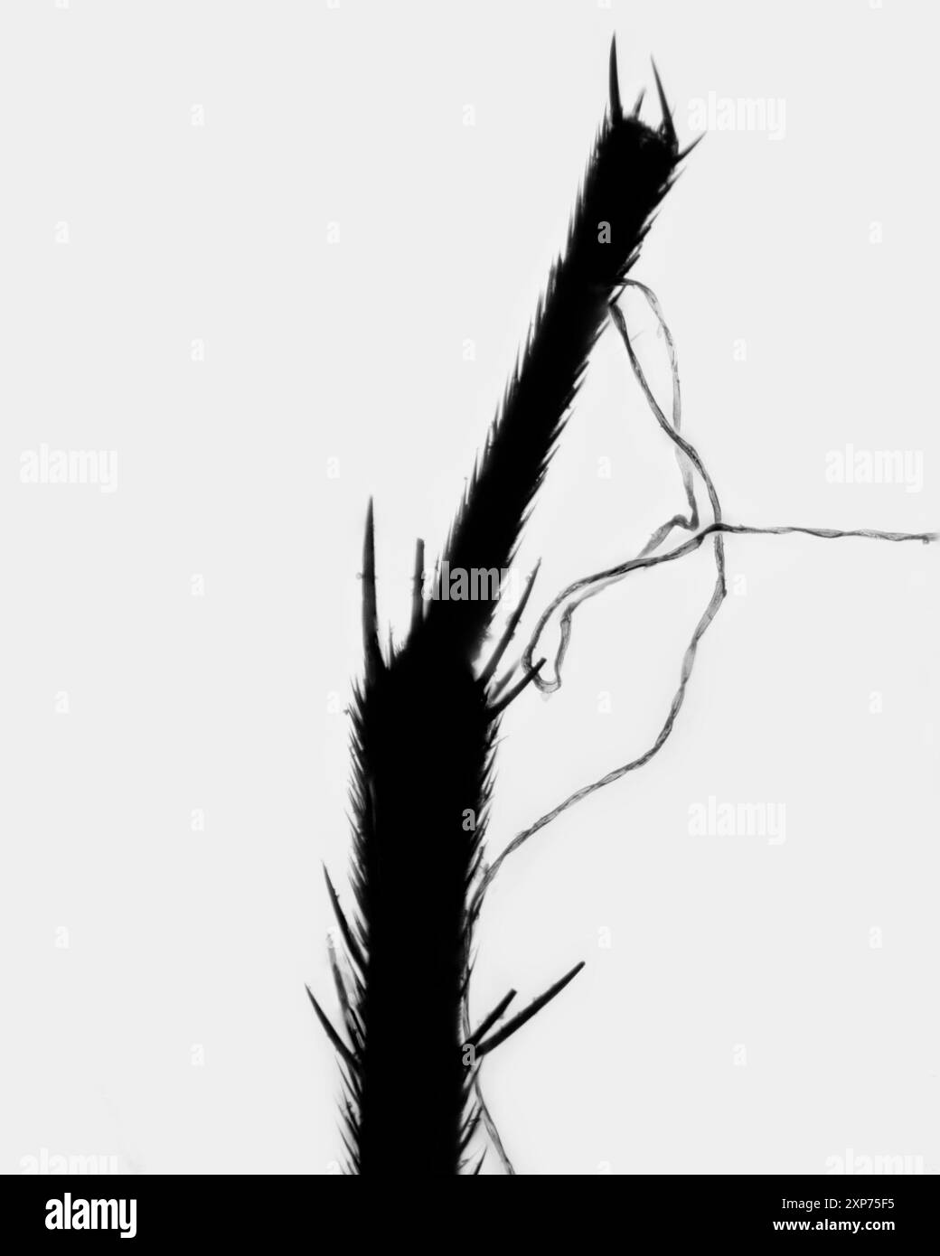 Animals under the microscope Black and White Stock Photos & Images - Alamy