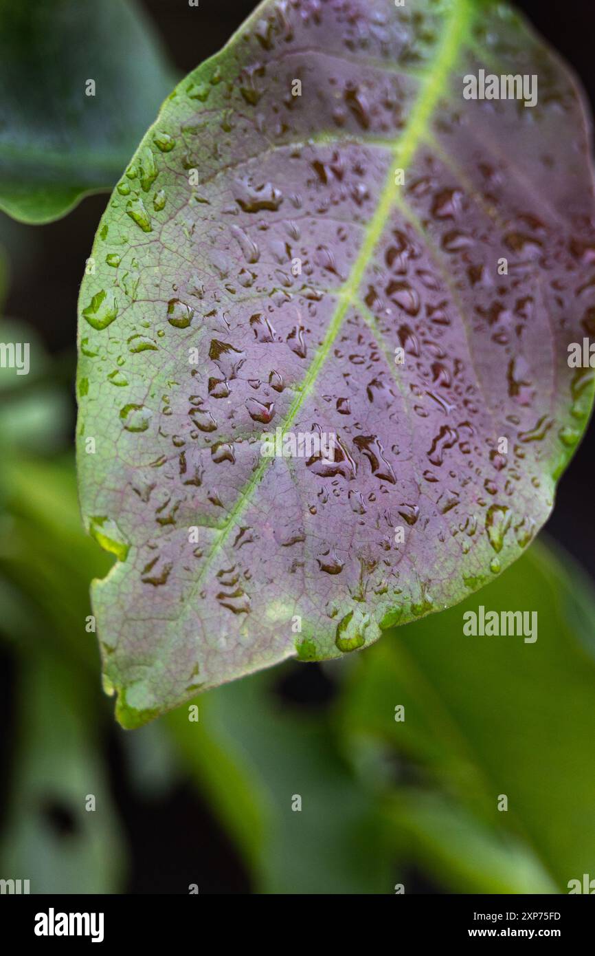 Raindrops on a magnolia leaf in a UK garden, summer 2024 Stock Photo ...