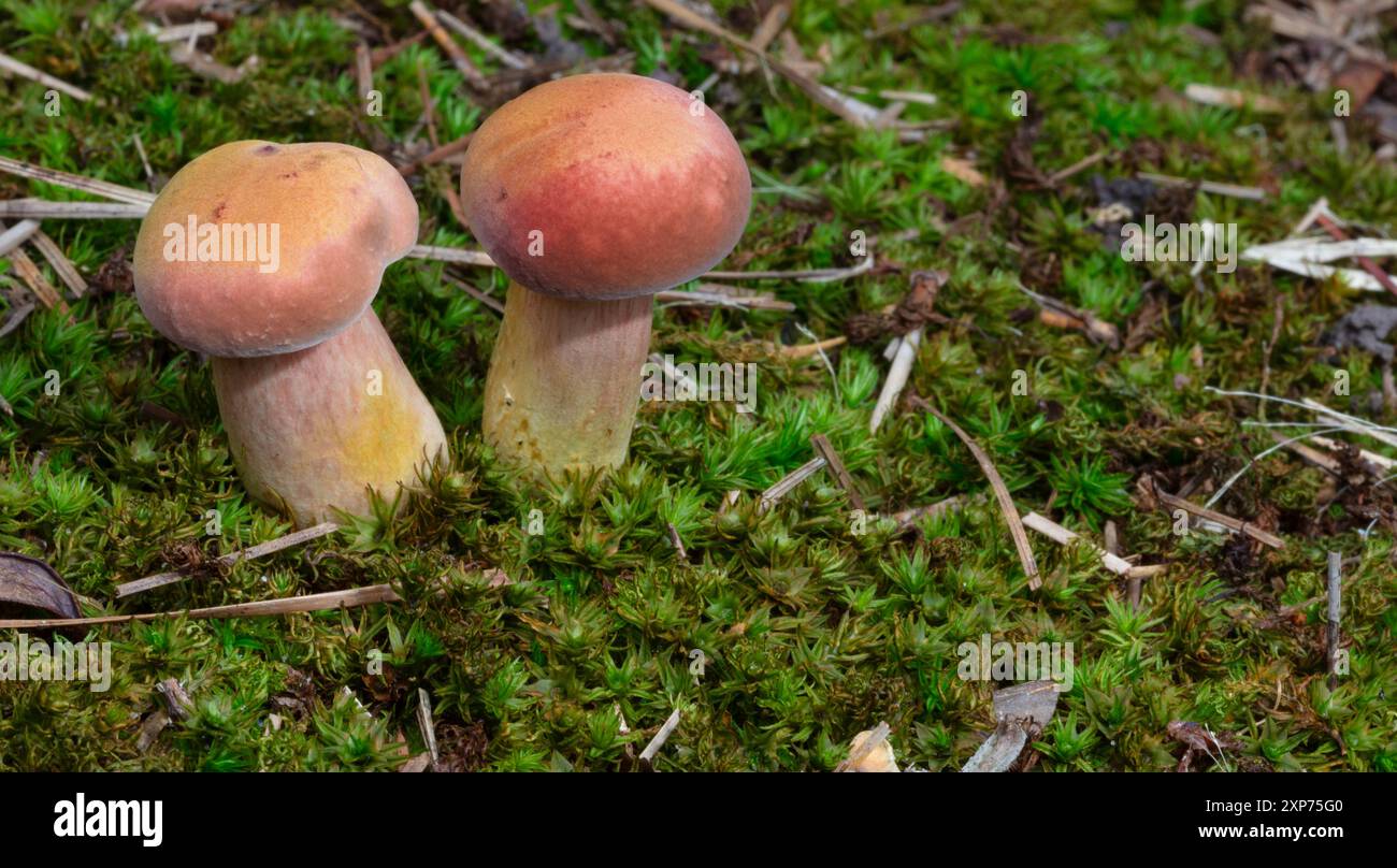 Bright and colorful toadstools growing from lush and moist and green ...