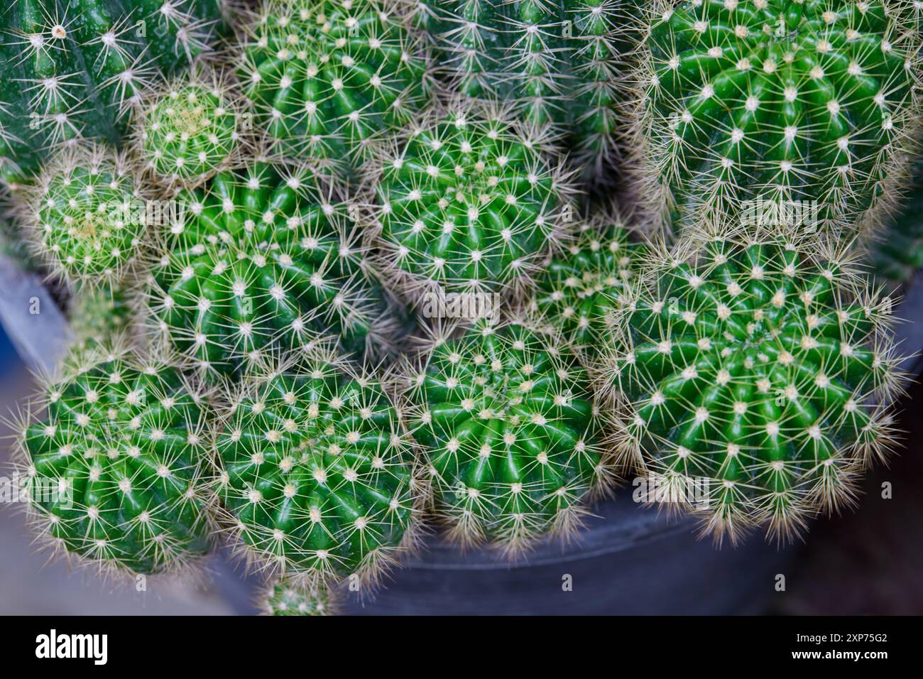 Close-up view of green prickly cactus growing in potted plant Stock ...