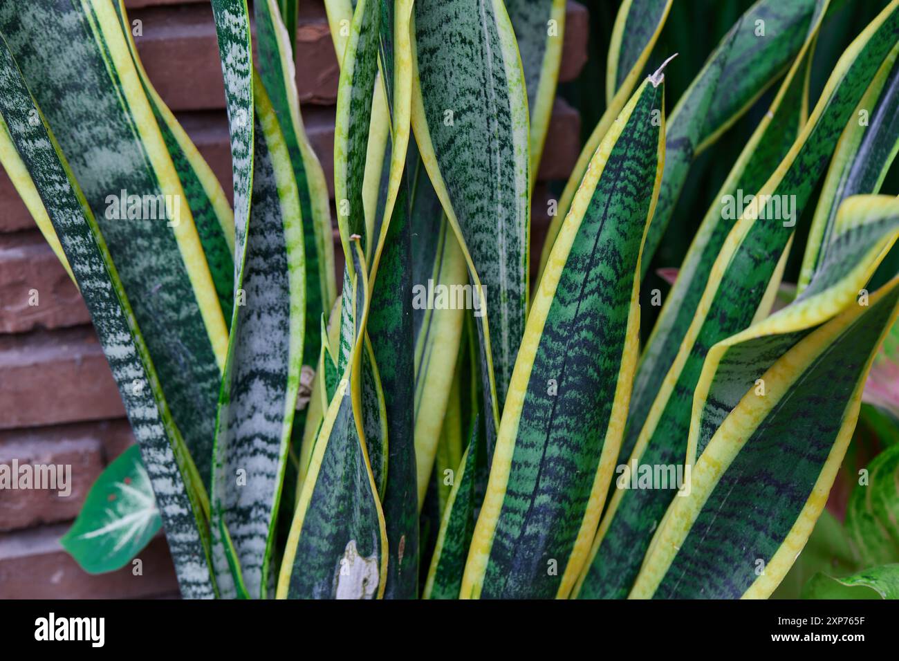 sansevieria trifasciata or snake plant growing in potted plant Stock ...