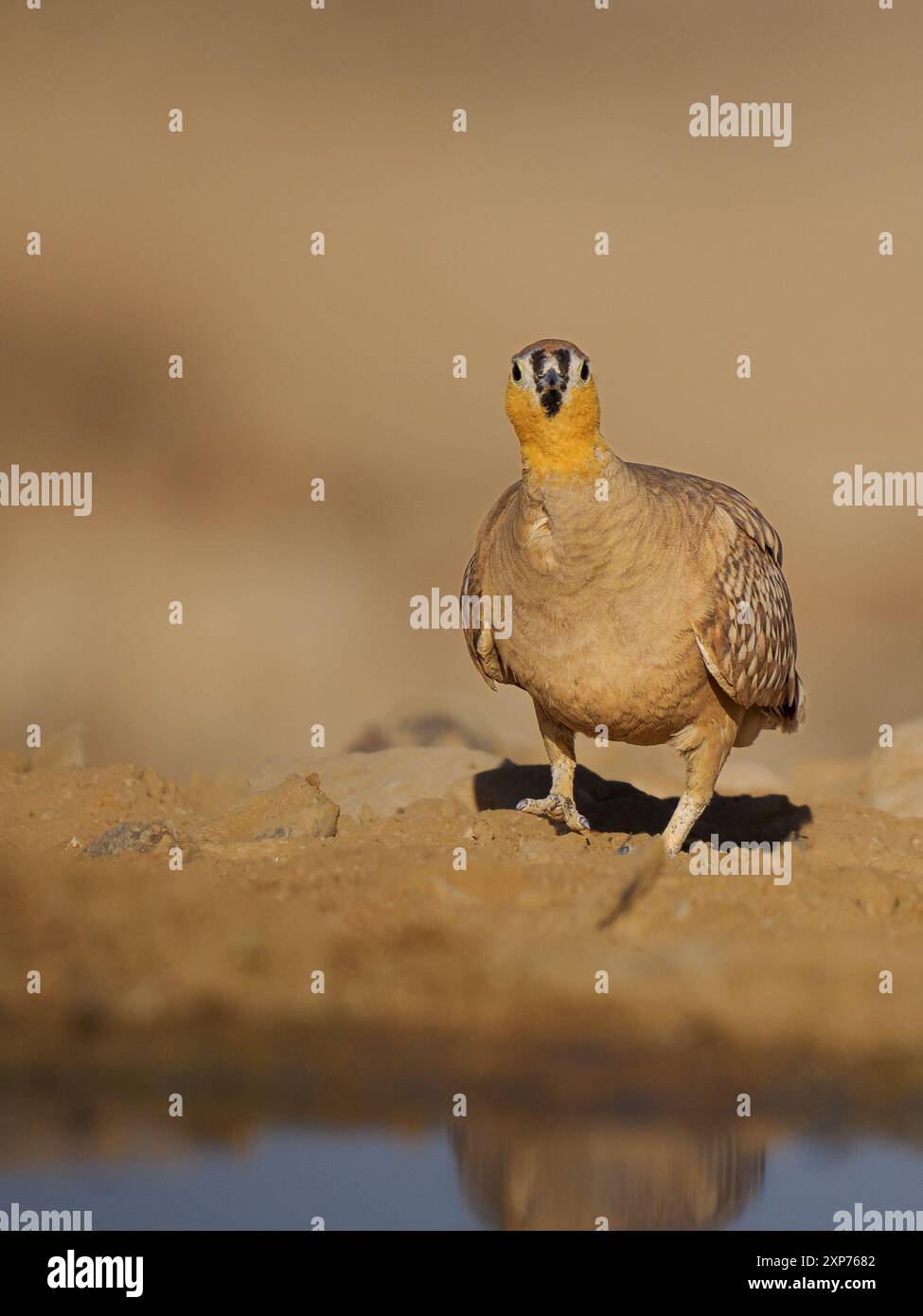 Crowned Sandgrouse Portrait at a Water Hole in the Desert Stock Photo ...