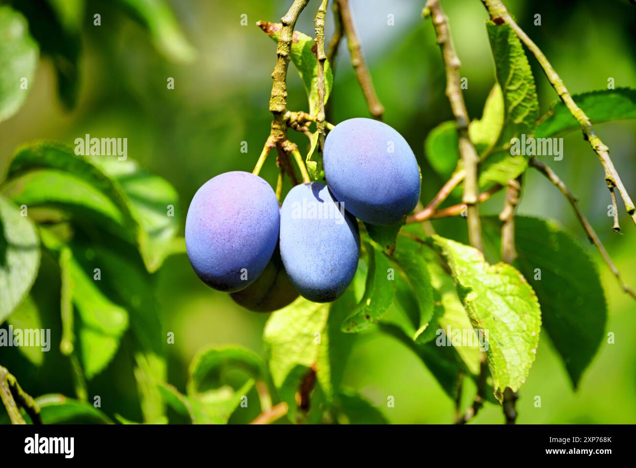 Pflaumen an einem wilden Pflaumenbaum, Prunus domestica *** Plums on a ...