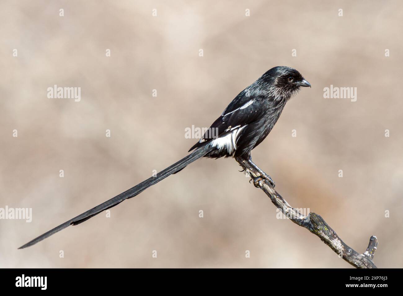 South Africa, Kruger National Park, Magpie Shrike (Corvinella melanoleuca Stock Photo - Alamy