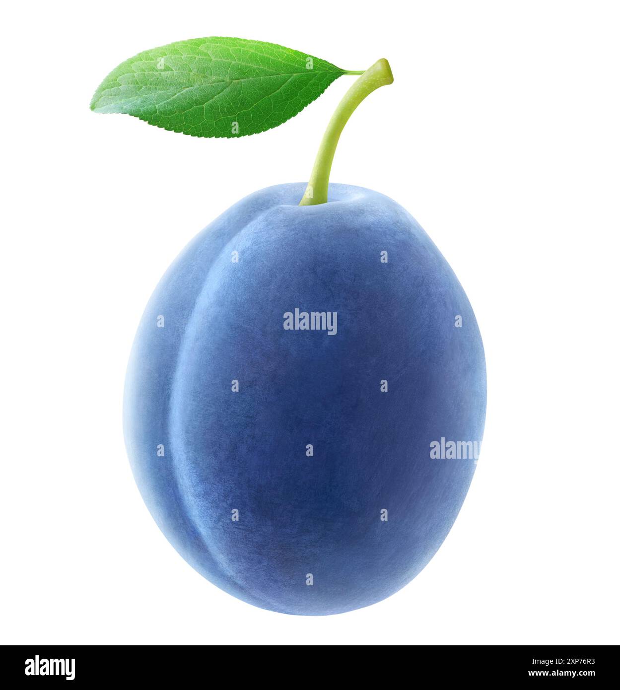 Single blue plum hanging on a stem with leaf isolated on white Stock ...