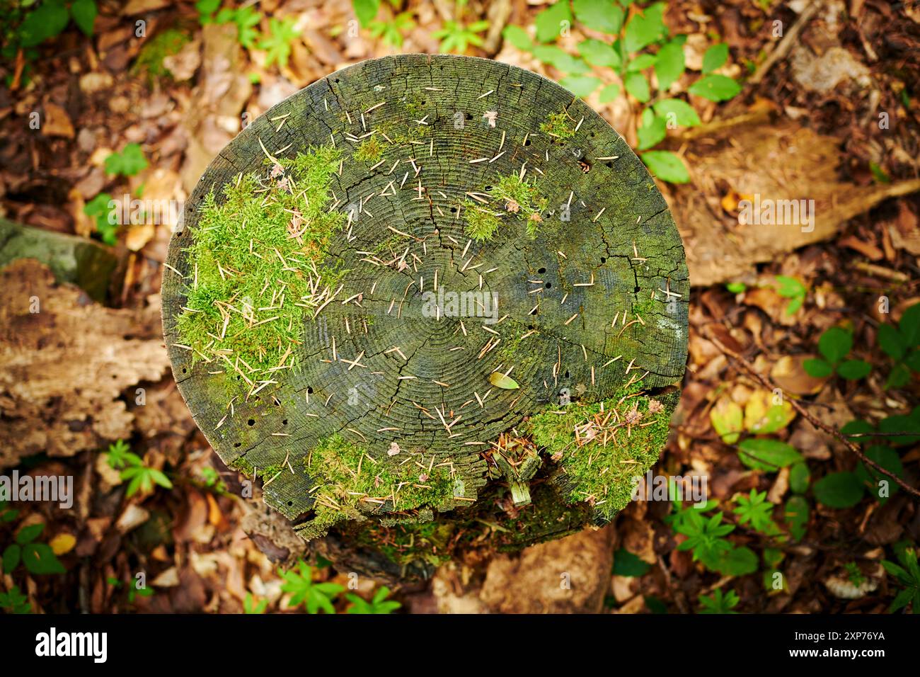 Wooden circle stump close up background. Wood sawing rotates close up ...