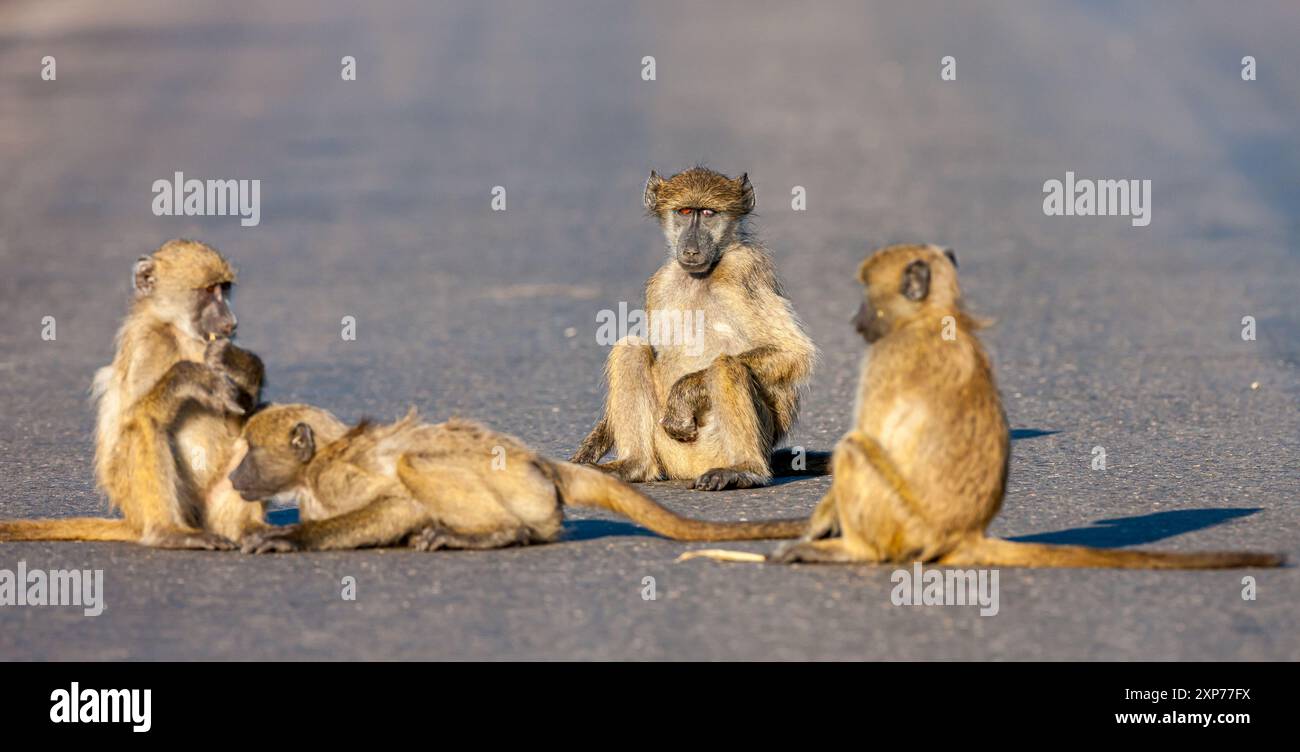 South Africa, Kruger National Park, Chacma Baboon (Papio ursinus Stock ...