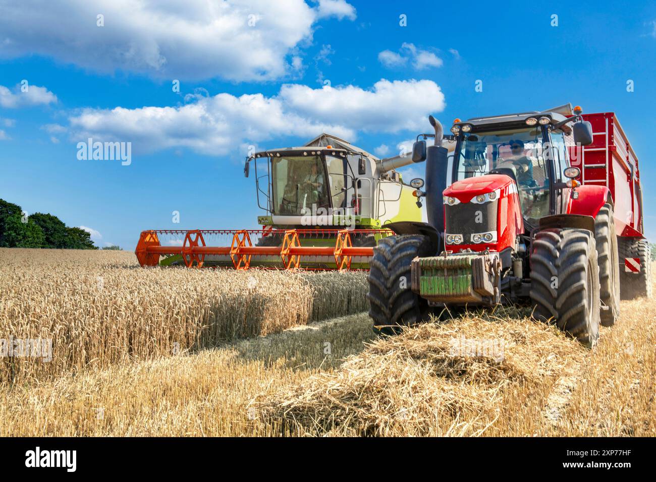 Combine harvester and tractor with loader wagon in the grain field ...