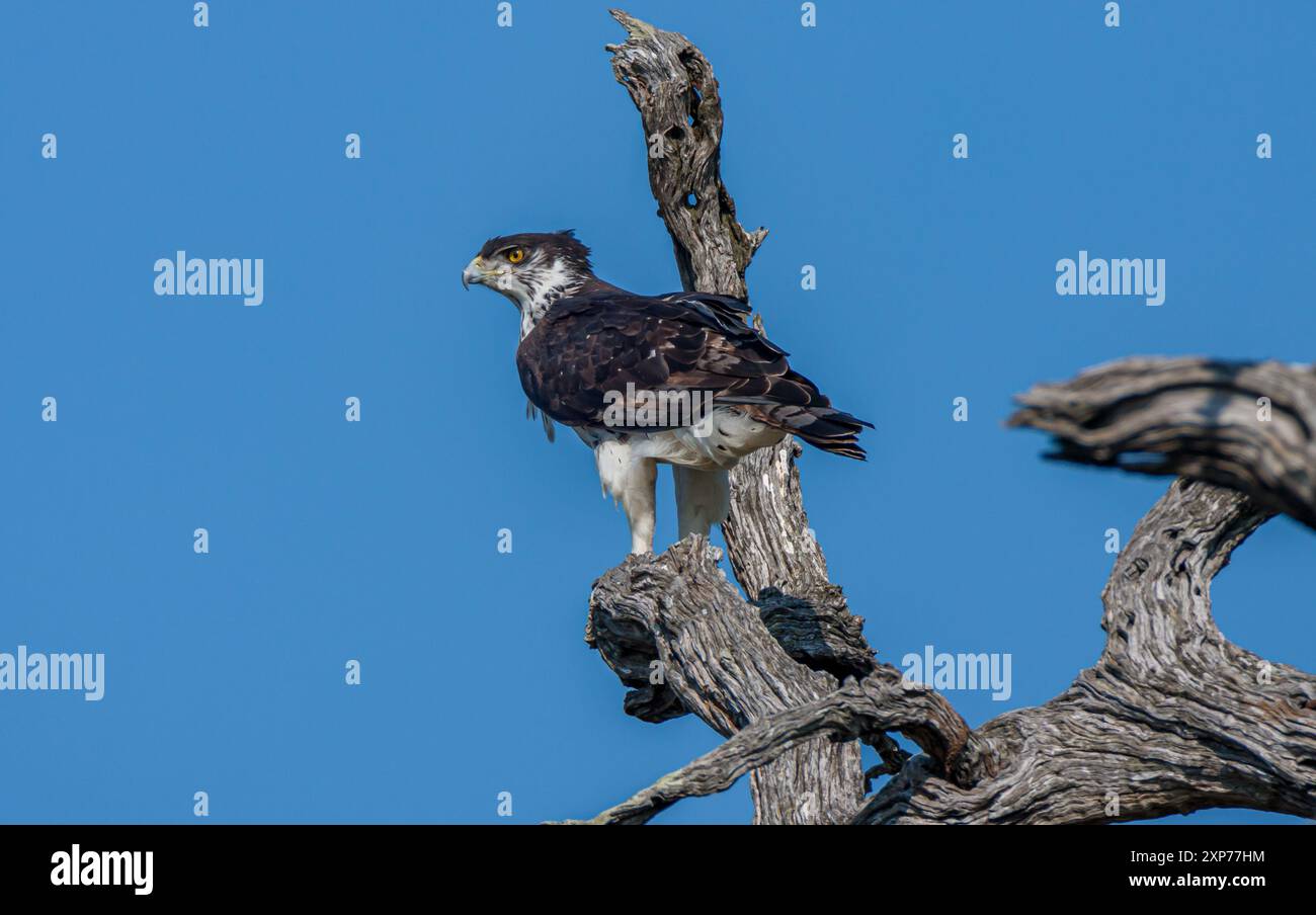 South Africa, Kruger National Park, African Hawk-Eagle (Aquila ...