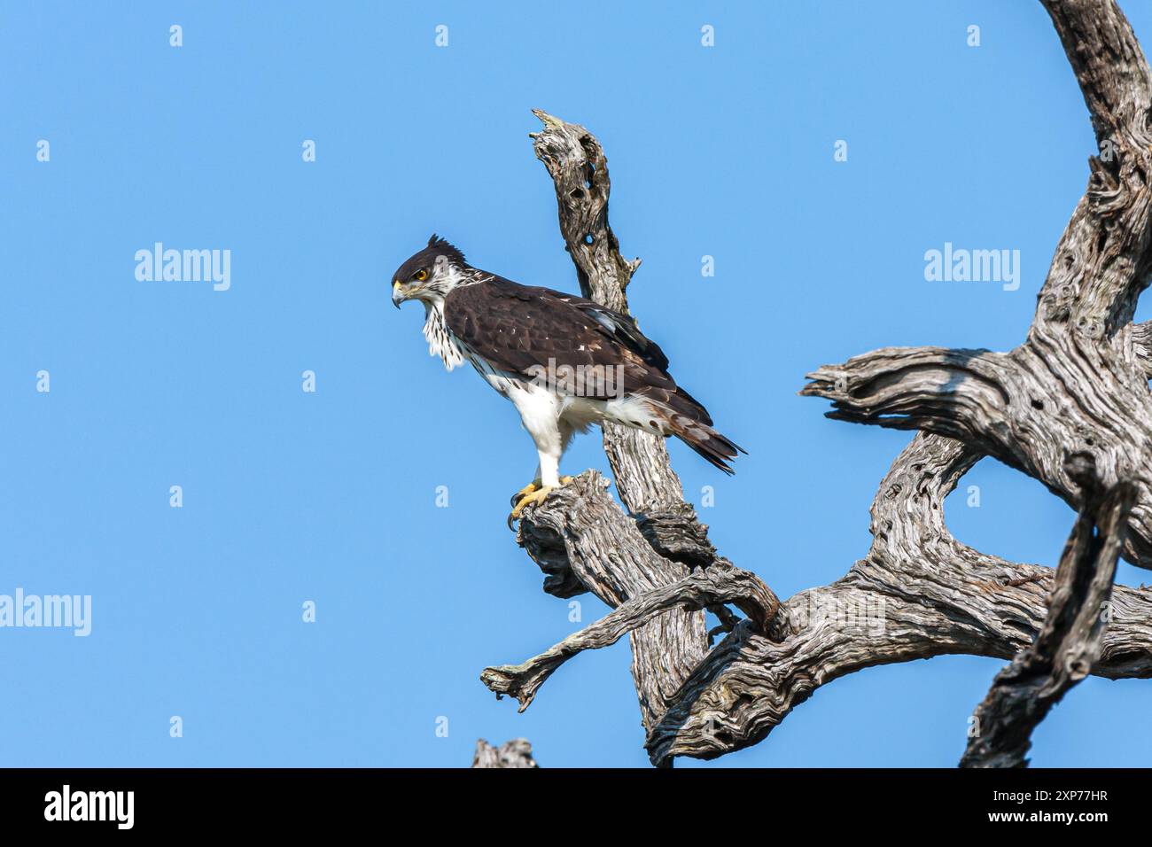 South Africa, Kruger National Park, African Hawk-Eagle (Aquila ...