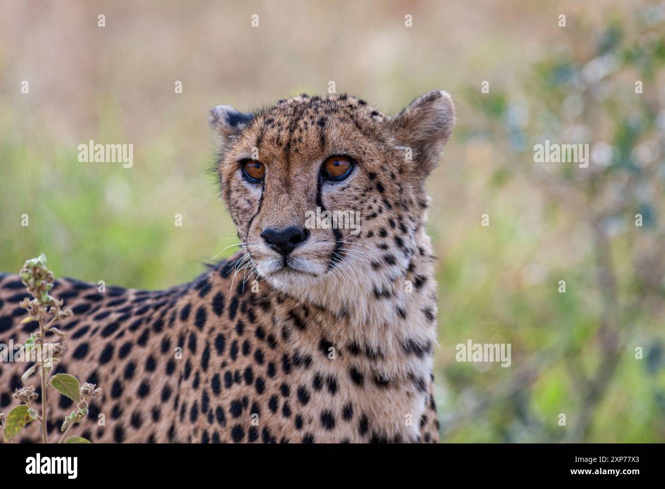 South Africa, Kruger National Park, Cheetah (Acinonyx jubatus), male ...