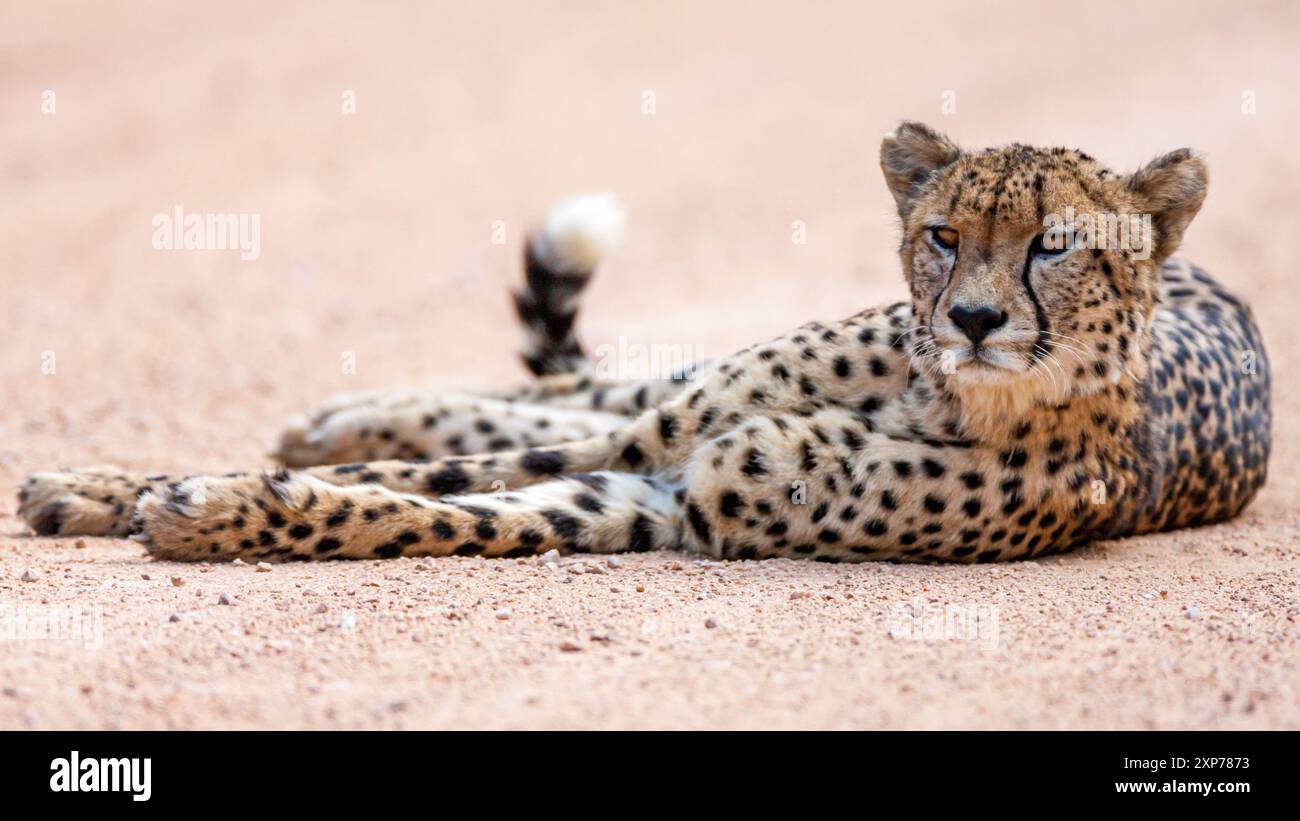 South Africa, Kruger National Park, Cheetah (Acinonyx jubatus), male ...